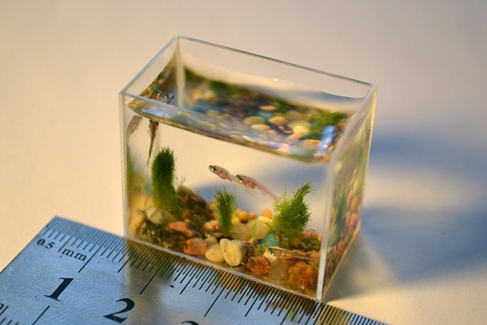 The World’s Smallest Aquarium | Amusing Planet